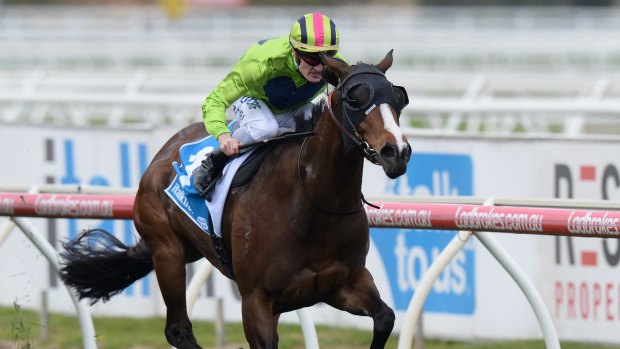 Snitty Kitty steps out of the shadows and into the Caulfield spotlight