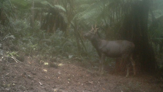 Victorian hunters shoot nearly 60,000 feral deer in 2013-14