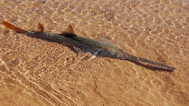 are sawfish aggressive