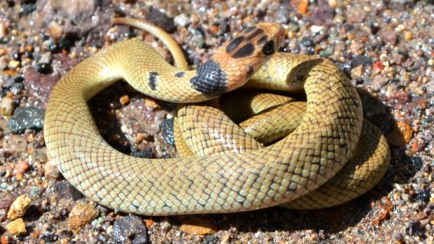 Explainer: The eastern brown snake