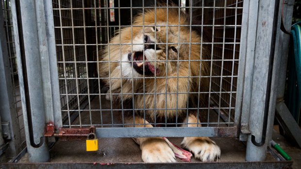 Chaka the lion dies at Melbourne Zoo