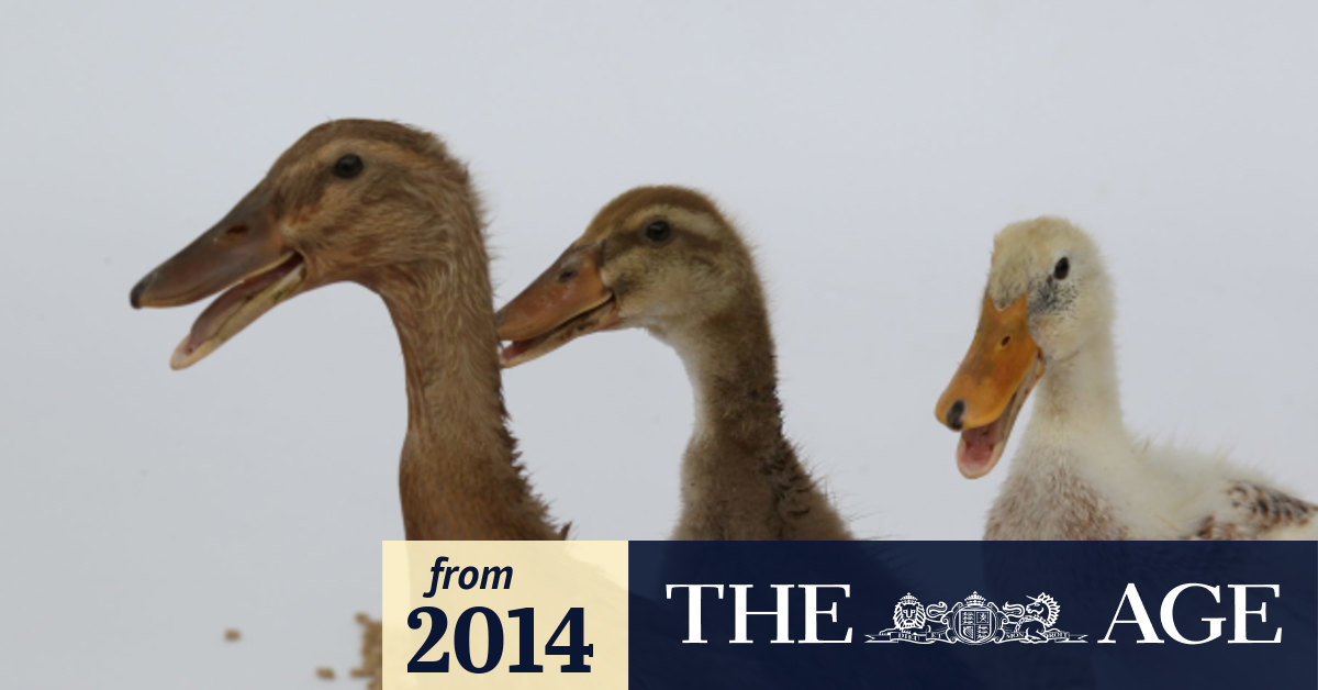 Victorian State Election: Anti-Duck Shooters want Labor reform