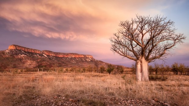 Boab trees in Western Australia: The mystery behind the oldest living ...