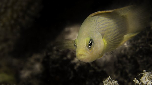 Coral bleaching puts damselfish in distress by masking predator scent