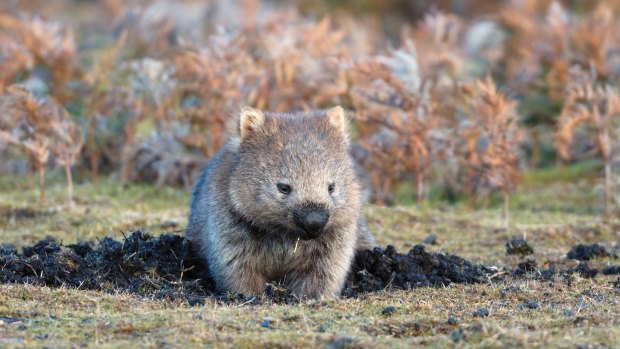 The sounds of the Australian bush are no 'weird melancholy' to Richard ...