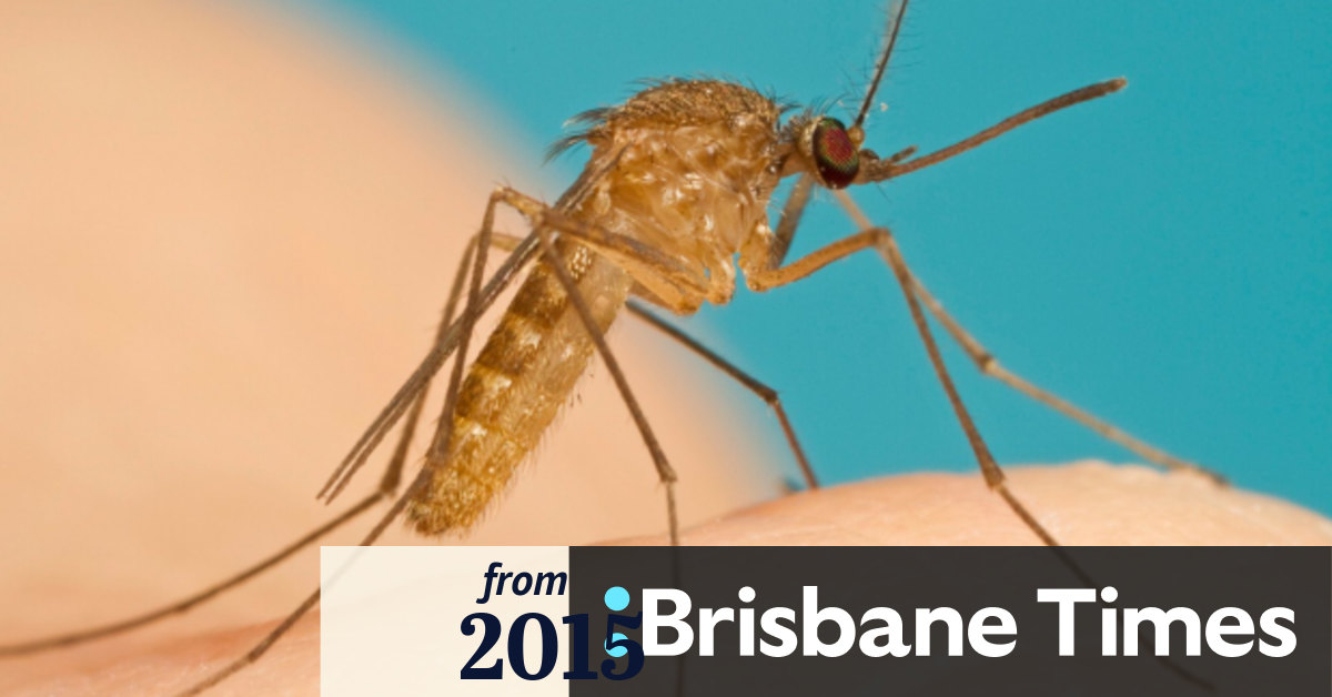 Mosquito outbreak triples Ross River virus cases