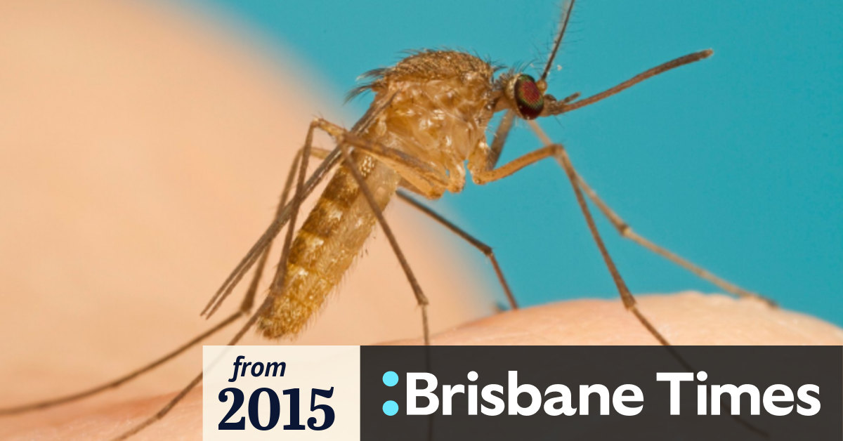 Mosquito outbreak triples Ross River virus cases