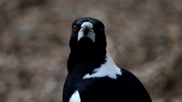 Magpies on a mission: Eye injuries increase in shocking swooping season