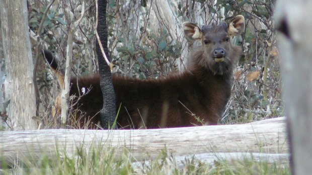 Environmentalists call for more action to tackle Victoria's wild deer ...
