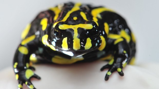 Melbourne Zoo's tiny Baw Baw birthday frogs raise hopes of saving ...