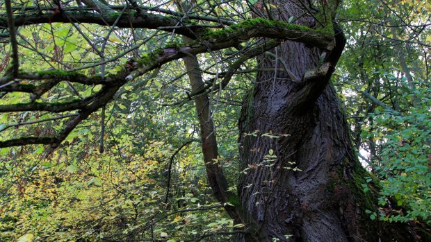 The Wych Elm review: Tana French and a skeleton in the closet mystery