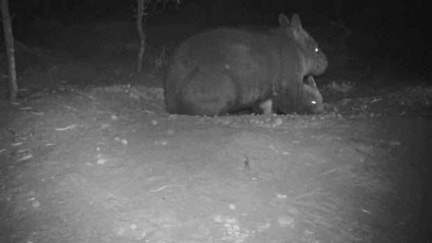 Northern hairy-nosed wombat birth boosts numbers of one of world's ...