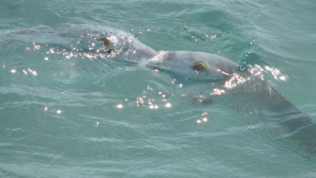 'Blue bastard': Science gets hooks into mystery fish