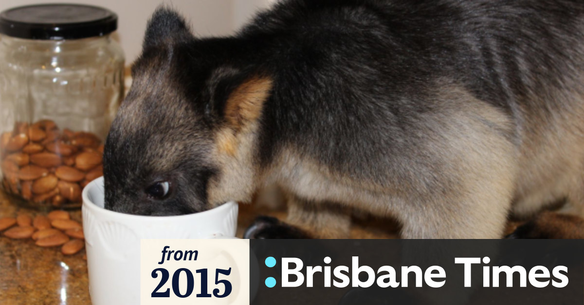 Share a cup of coffee with a tree kangaroo at this North Queensland retreat
