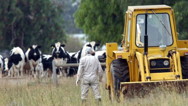 Cow dies of anthrax disease in Tatura, northern Victoria