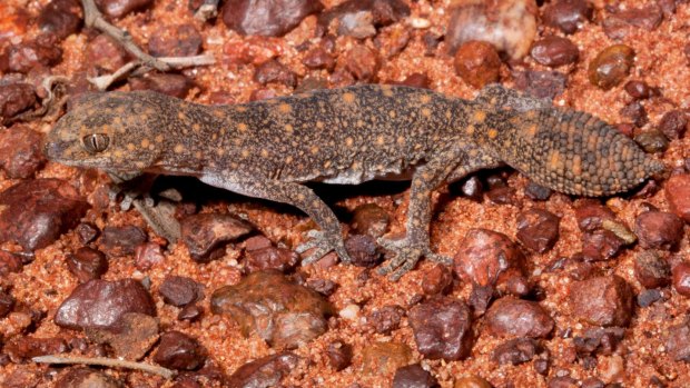 New species of gecko discovered by Queensland Museum scientist