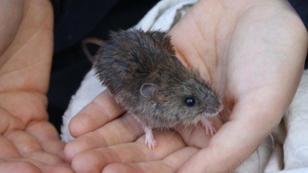 One of Victoria's rarest rodents, the New Holland mouse, found at ...