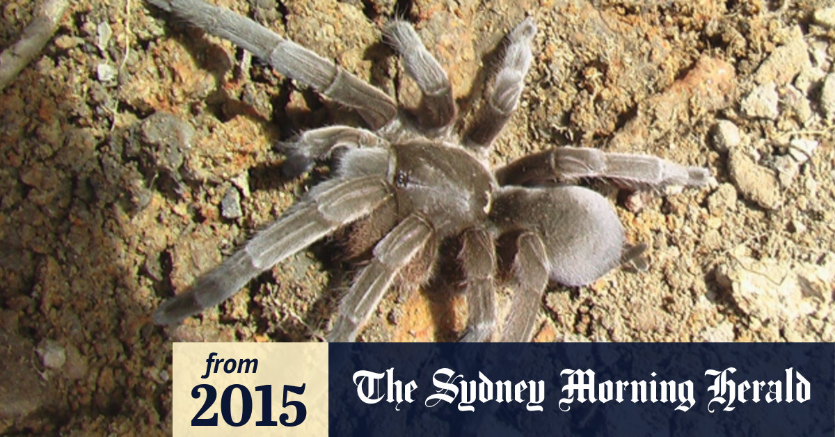 Field of screams: The mystery of Maningrida's 25,000 tarantulas
