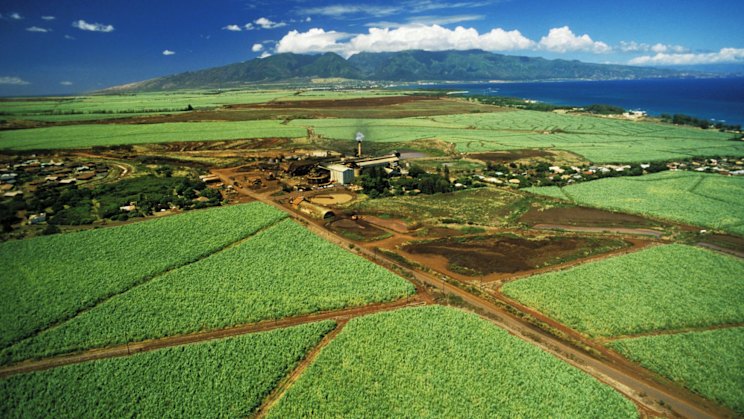 maui sugar cane plantation