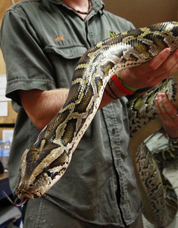 A two-metre python wrapped around my arm? No problem!