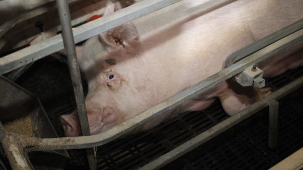 Lucent shines light on life of pigs from conception to slaughter