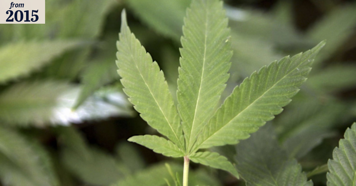 Marijuana traffickers used infrared cameras to locate and 'steal' crops ...