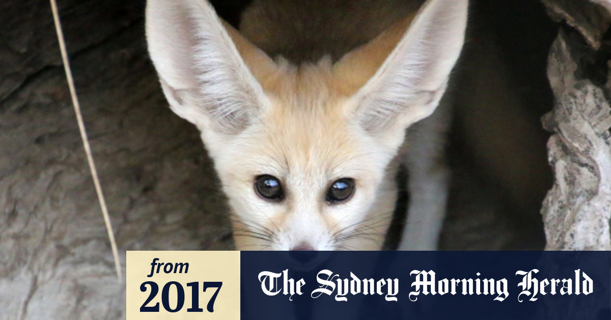 Fennec fox kit born at Taronga Zoo