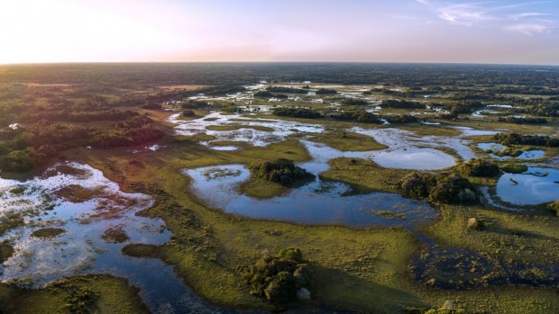 The world's largest tropical wetlands, in the Pantanal, Brazil: A ...
