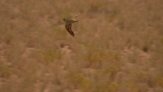 Queensland researcher to uncover mysteries of the night parrot