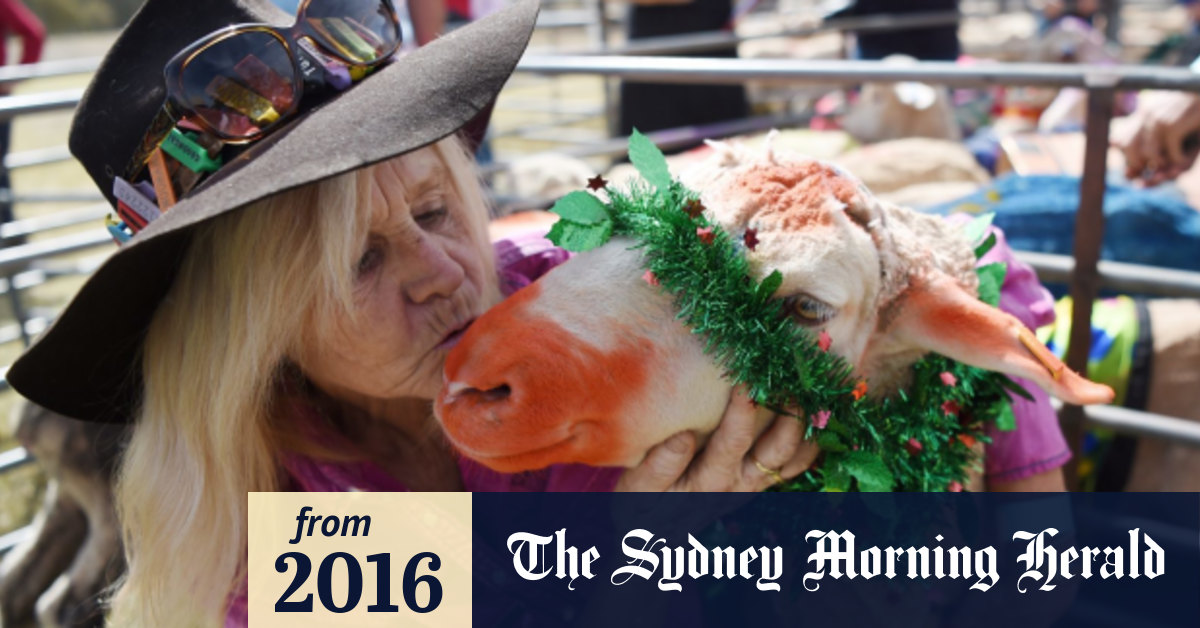 Booligal Sheep races