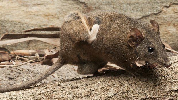 QUT researcher discovers marsupials with mating death wish