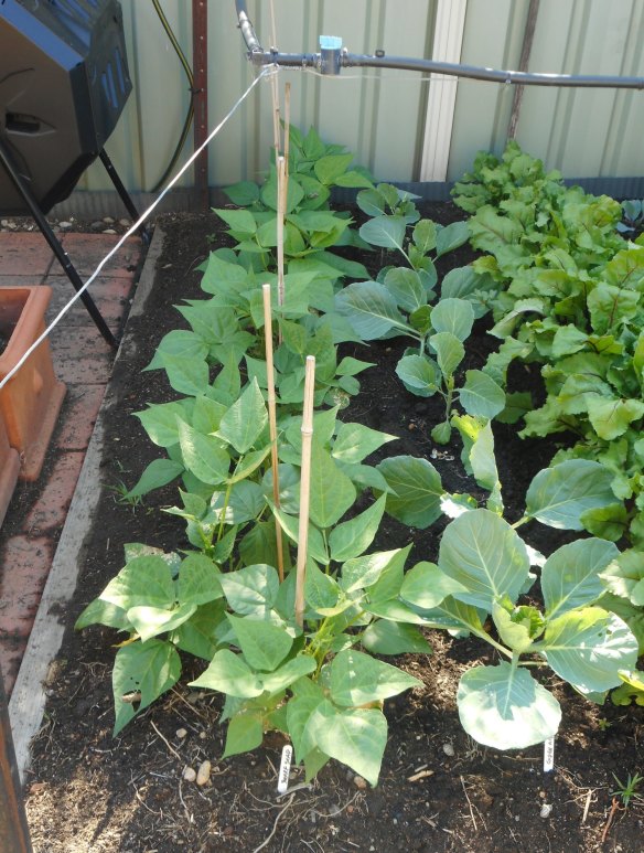 how to cook dwarf beans