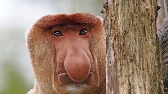 world's weirdest animal faces