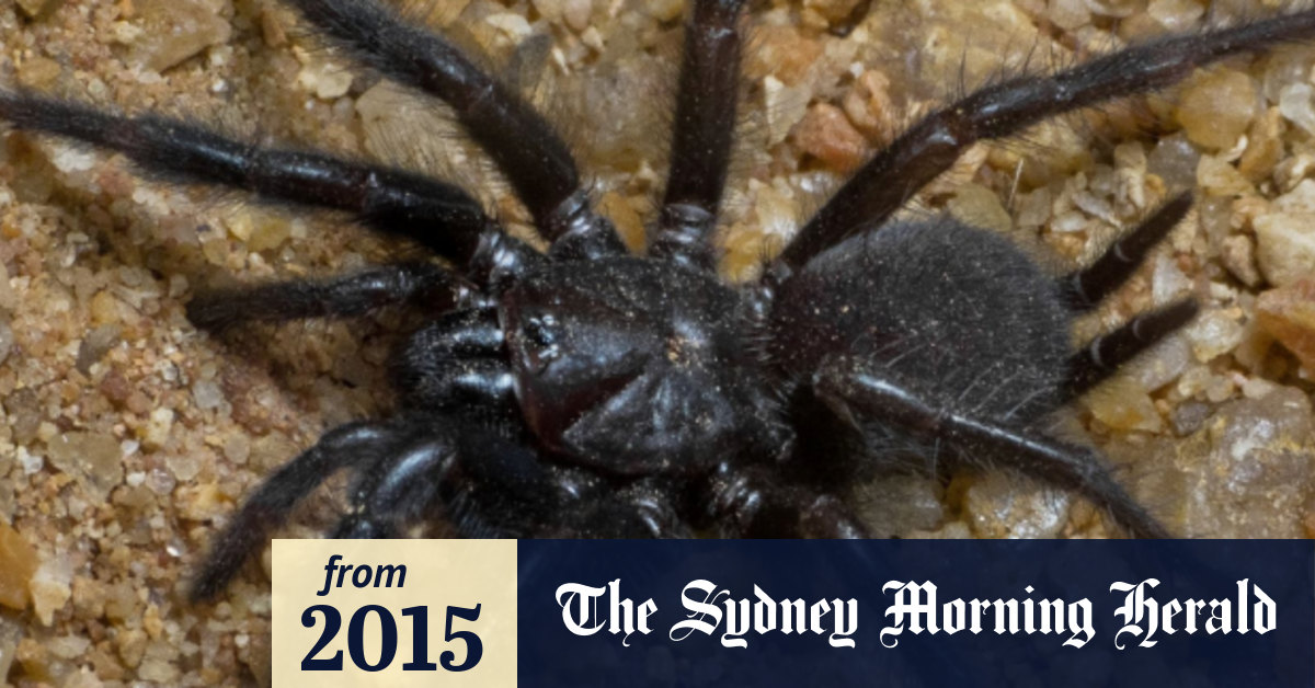 Spiders alive! Thirteen new species discovered in Queensland