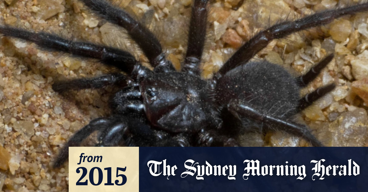 Spiders alive! Thirteen new species discovered in Queensland