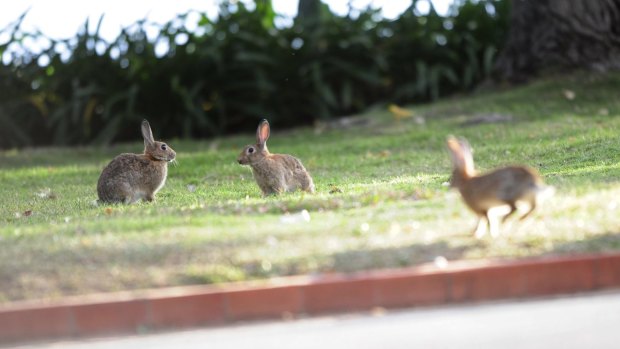 New calicivirus strain to wipe out 40 per cent of wild rabbits in Canberra