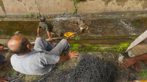 Gone wild: 10 towns that have been overrun by animals