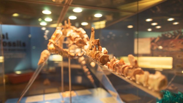 South Australia Museum Opals exhibition: 100 million years back in time