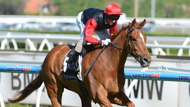 Apprentice jockey Travis Wolfgram not as keen about the jumps as Spurtonic