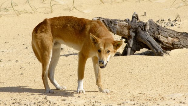 Six dingoes found dead at Fraser Island after poisoning