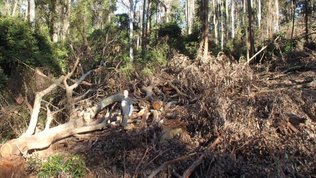 South Coast residents concerned about bushfire risk from logging slash