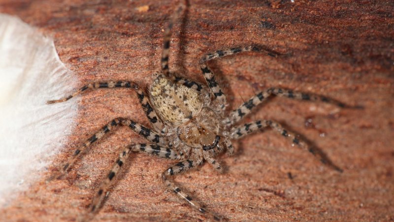 US scientist lured to WA by spider deemed 'world's fastest predator'