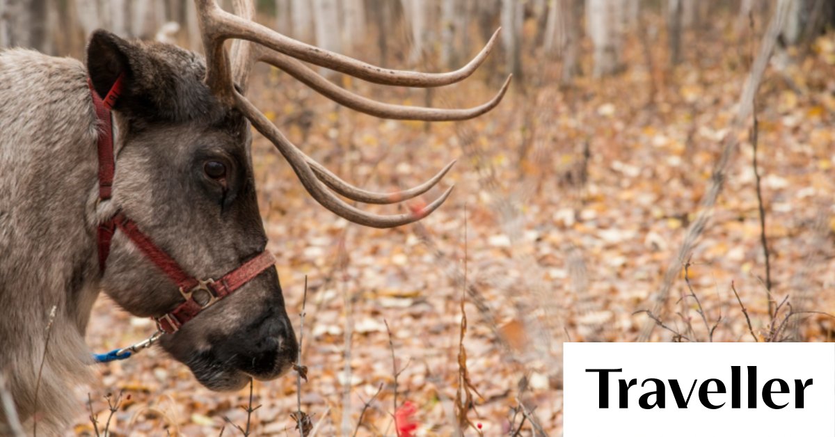 Running Reindeer Ranch, Alaska: The US state where you can hang with ...