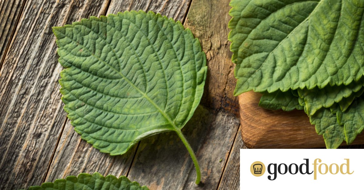 Shiso and perilla: Everything you need to know