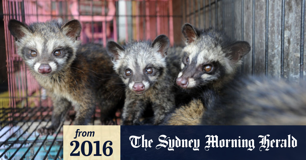 Famous faeces: the story behind the civet-poo coffee craze