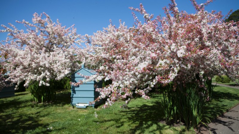 Outdoors: Flowering trees – just the thing for spring