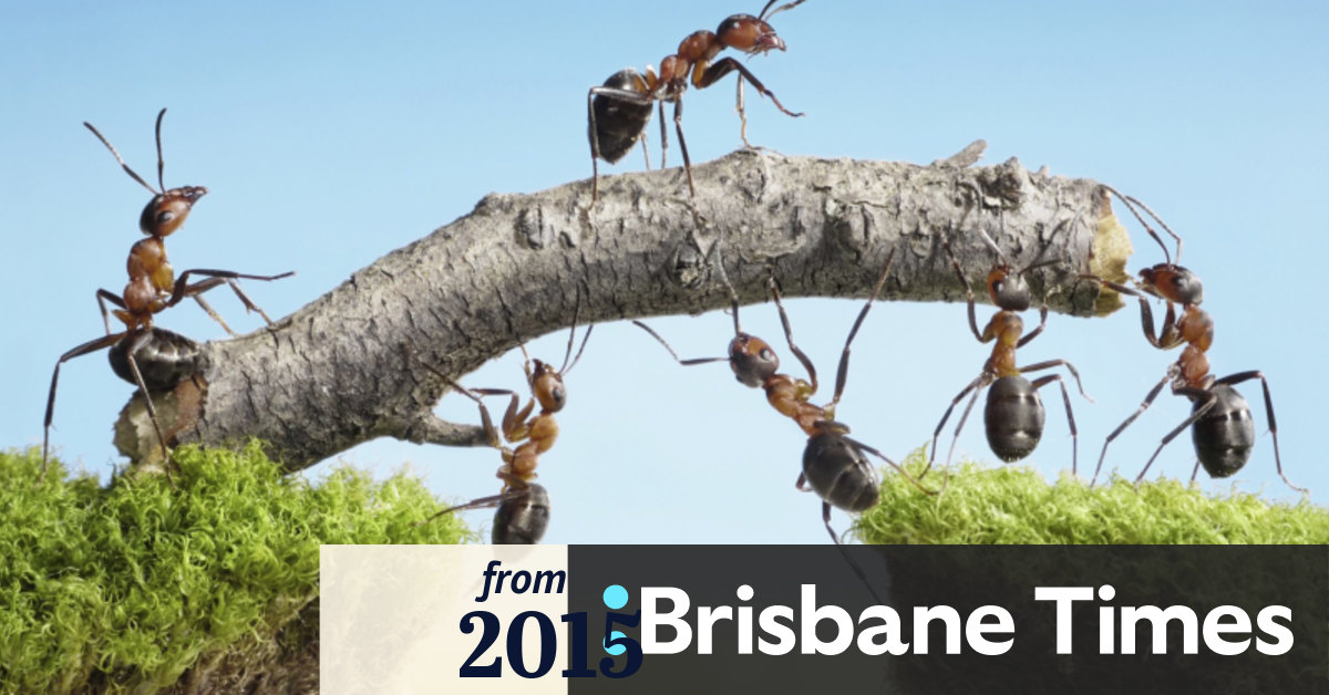 Queensland home to most ant species in the world