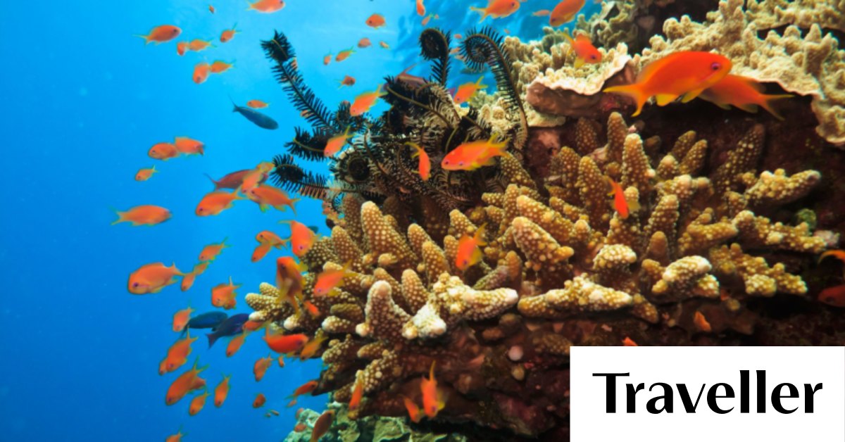 Great Barrier Reef, Australia: The Cod Hole is one of the world's best ...