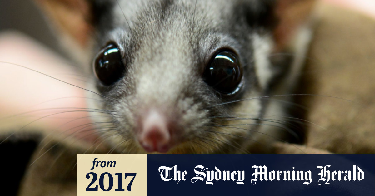 Hello possums! How I learnt to love a suburban menace
