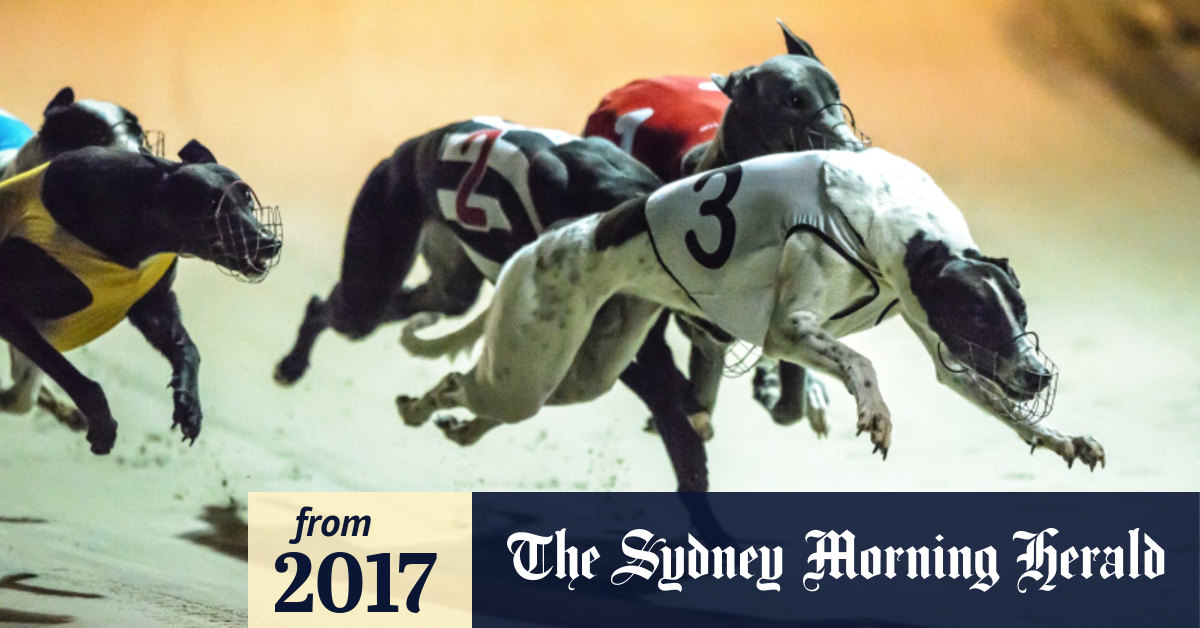 Greyhound racing heavyweights John and Wayne Vanderburg admit ...